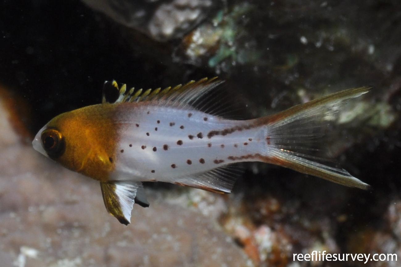 Bodianus anthioides - Lyretail Pigfish | ReefLifeSurvey.com