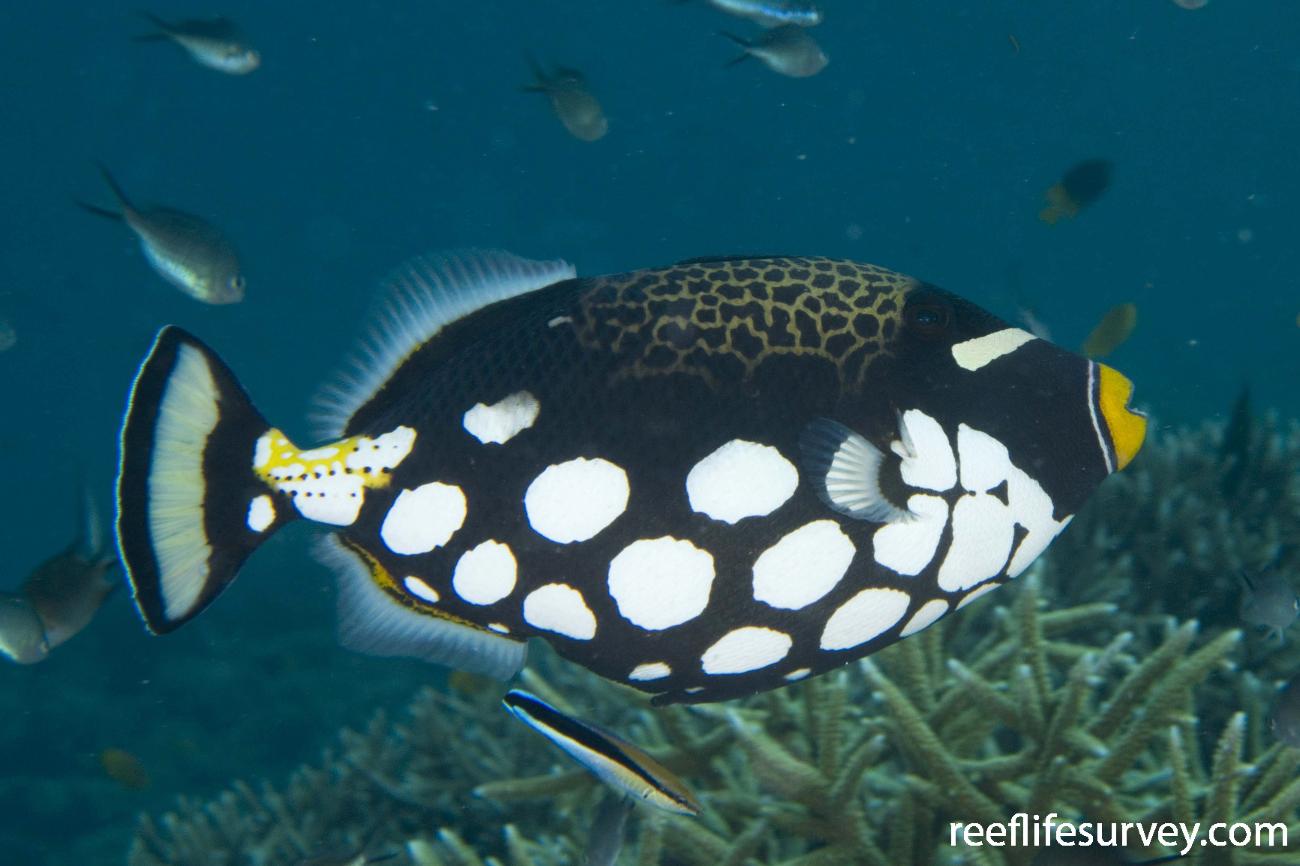 Balistoides conspicillum - Clown Triggerfish | ReefLifeSurvey.com