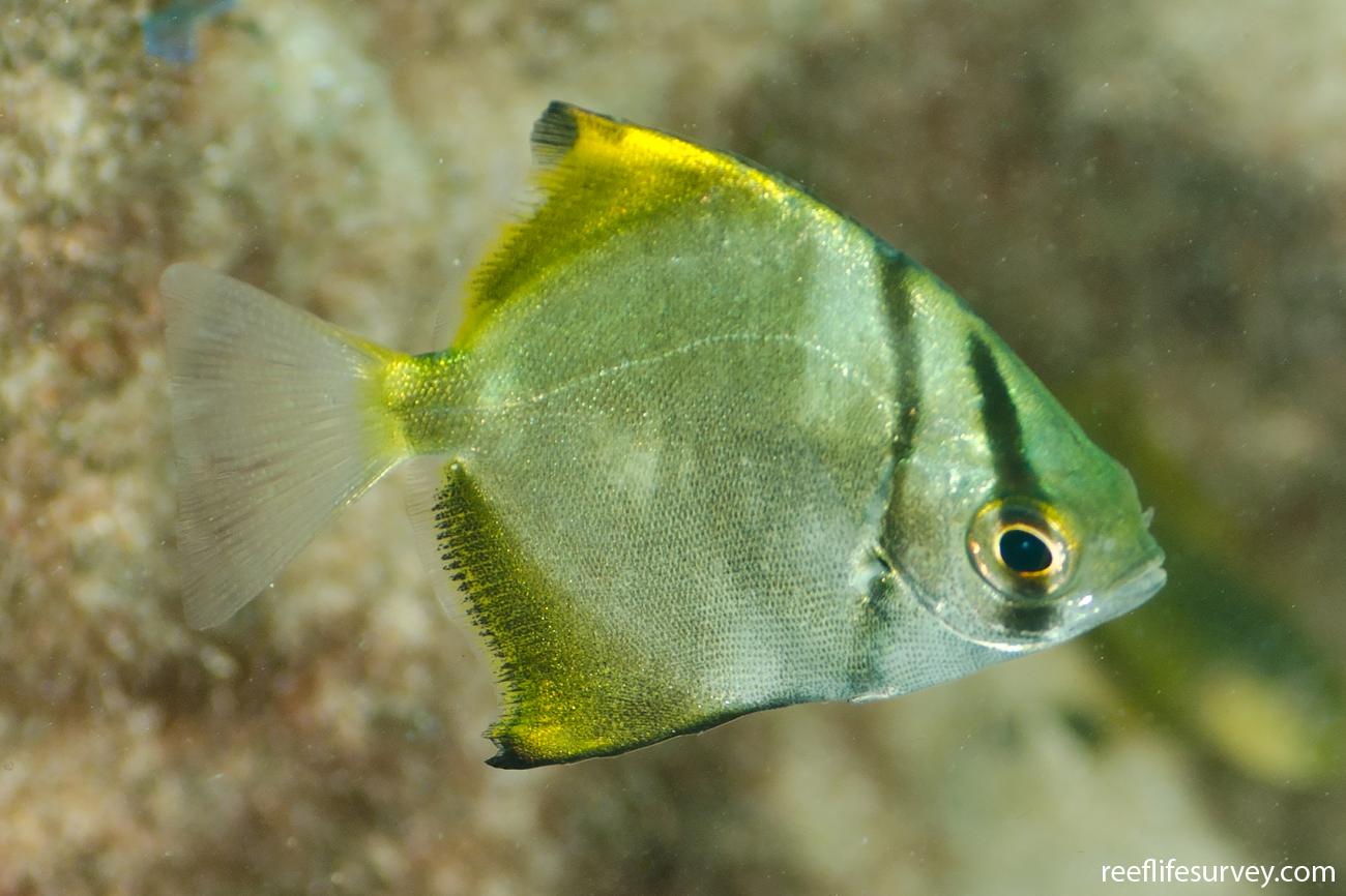 Monodactylus argenteus - Silver Batfish | ReefLifeSurvey.com
