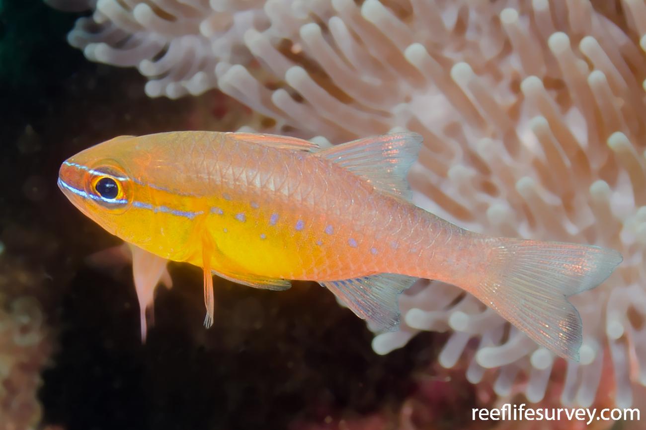 Apogon apogonides - Plain Cardinalfish | ReefLifeSurvey.com