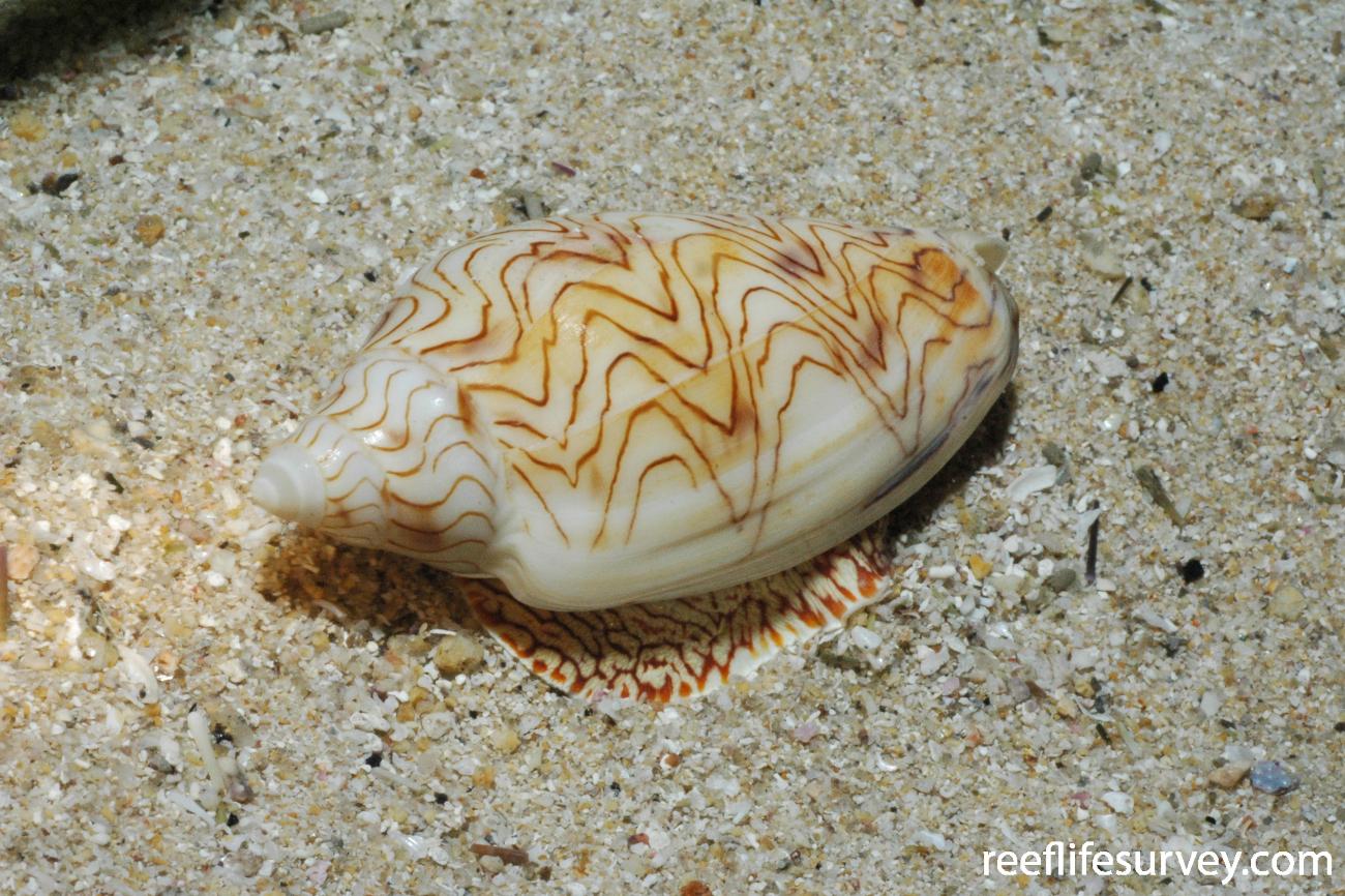 Amoria undulata - Wavy Volute | ReefLifeSurvey.com