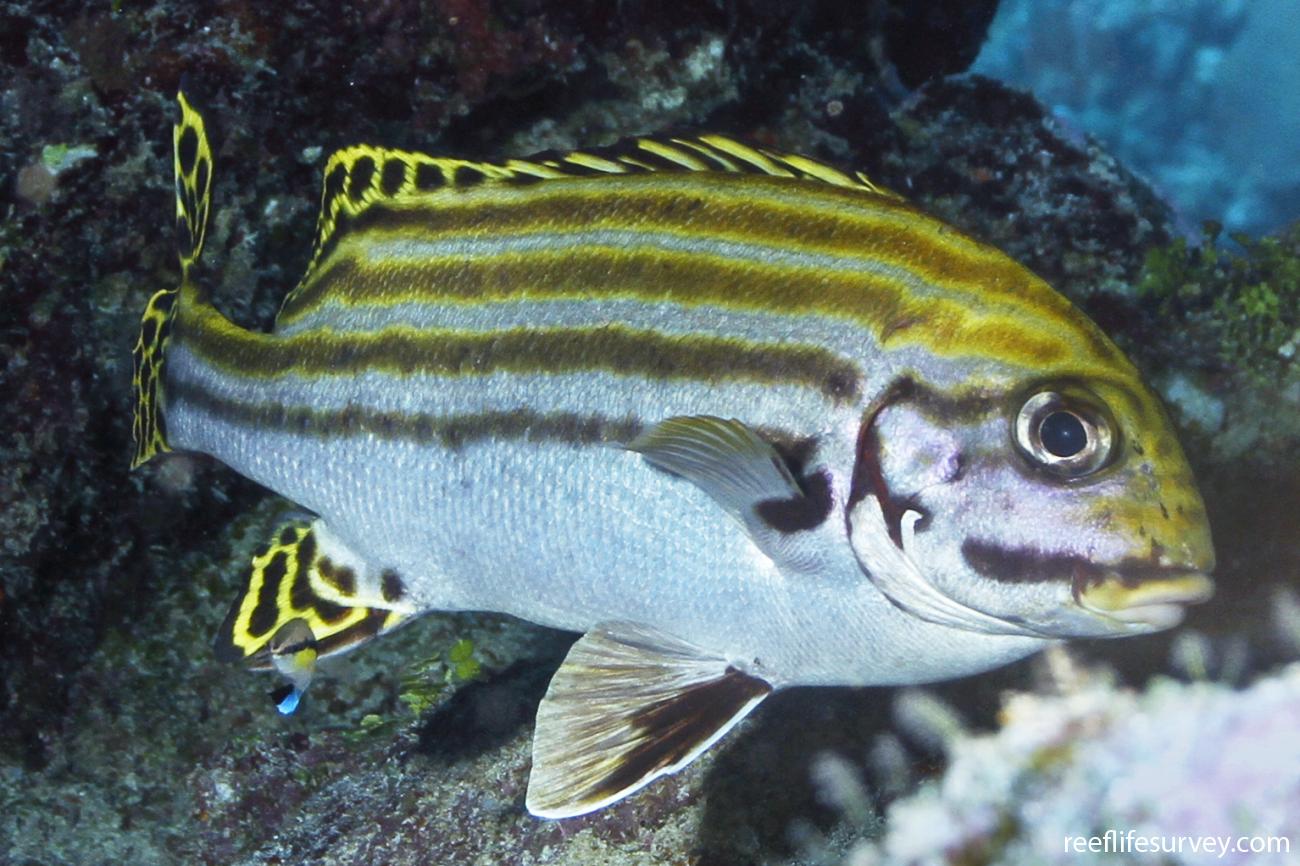 Plectorhinchus lessonii - Striped Sweetlips | ReefLifeSurvey.com
