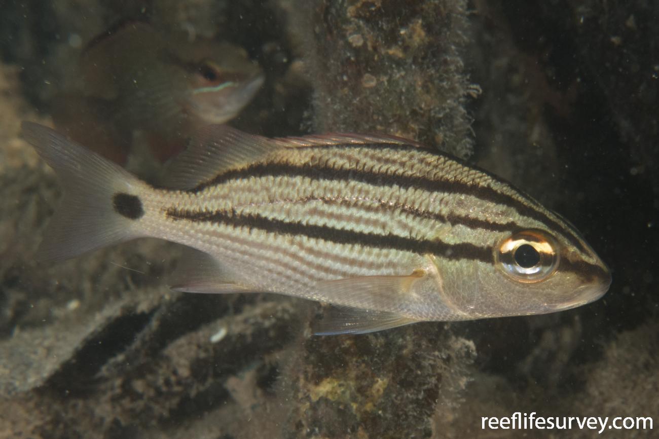 Haemulon carbonarium - Caesar Grunt | ReefLifeSurvey.com