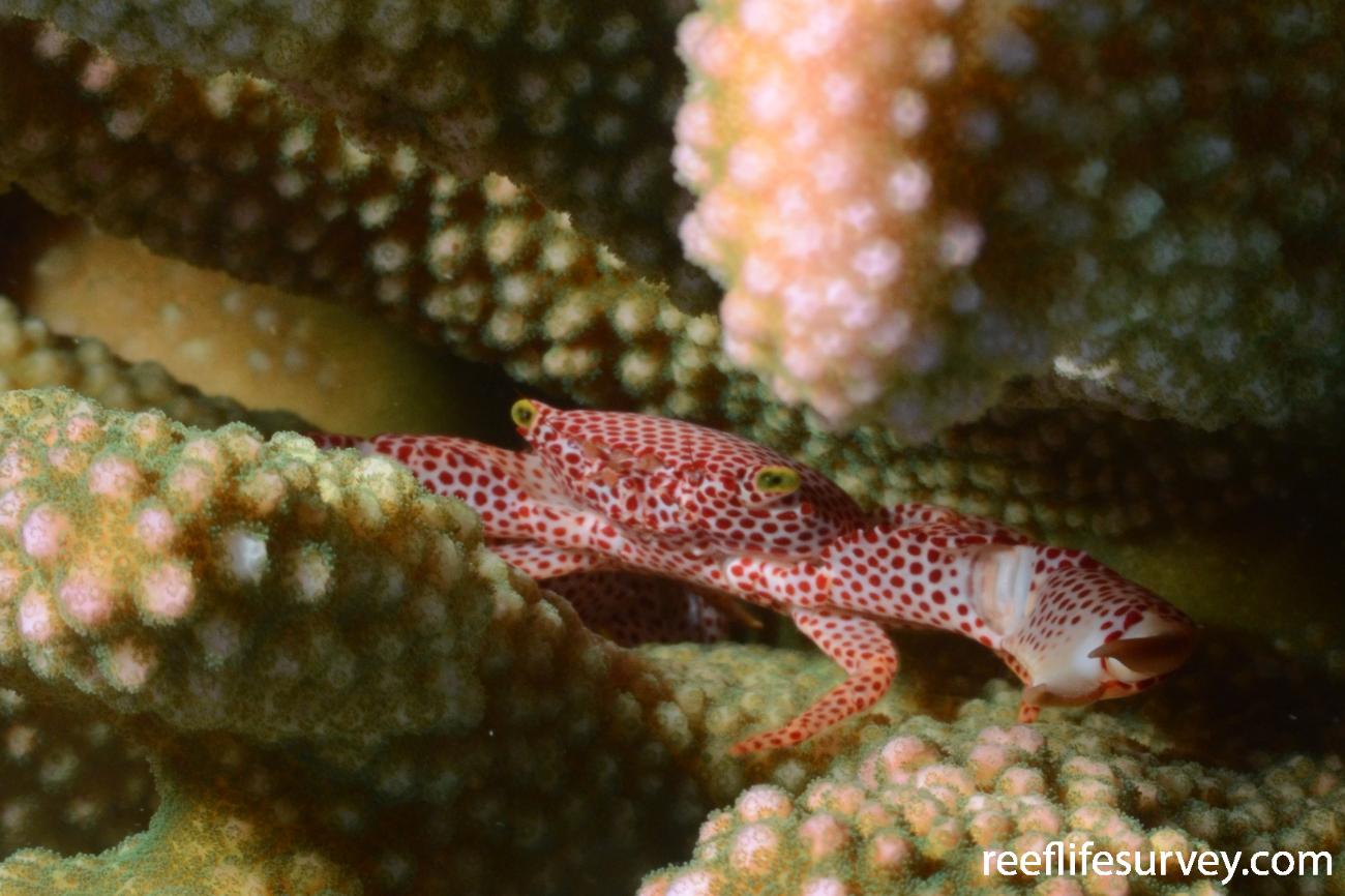 Trapezia rufopunctata - Trapeze Crab | ReefLifeSurvey.com