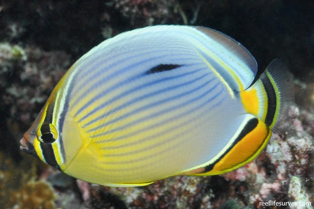 Chaetodon trifasciatus - Melon Butterflyfish | ReefLifeSurvey.com