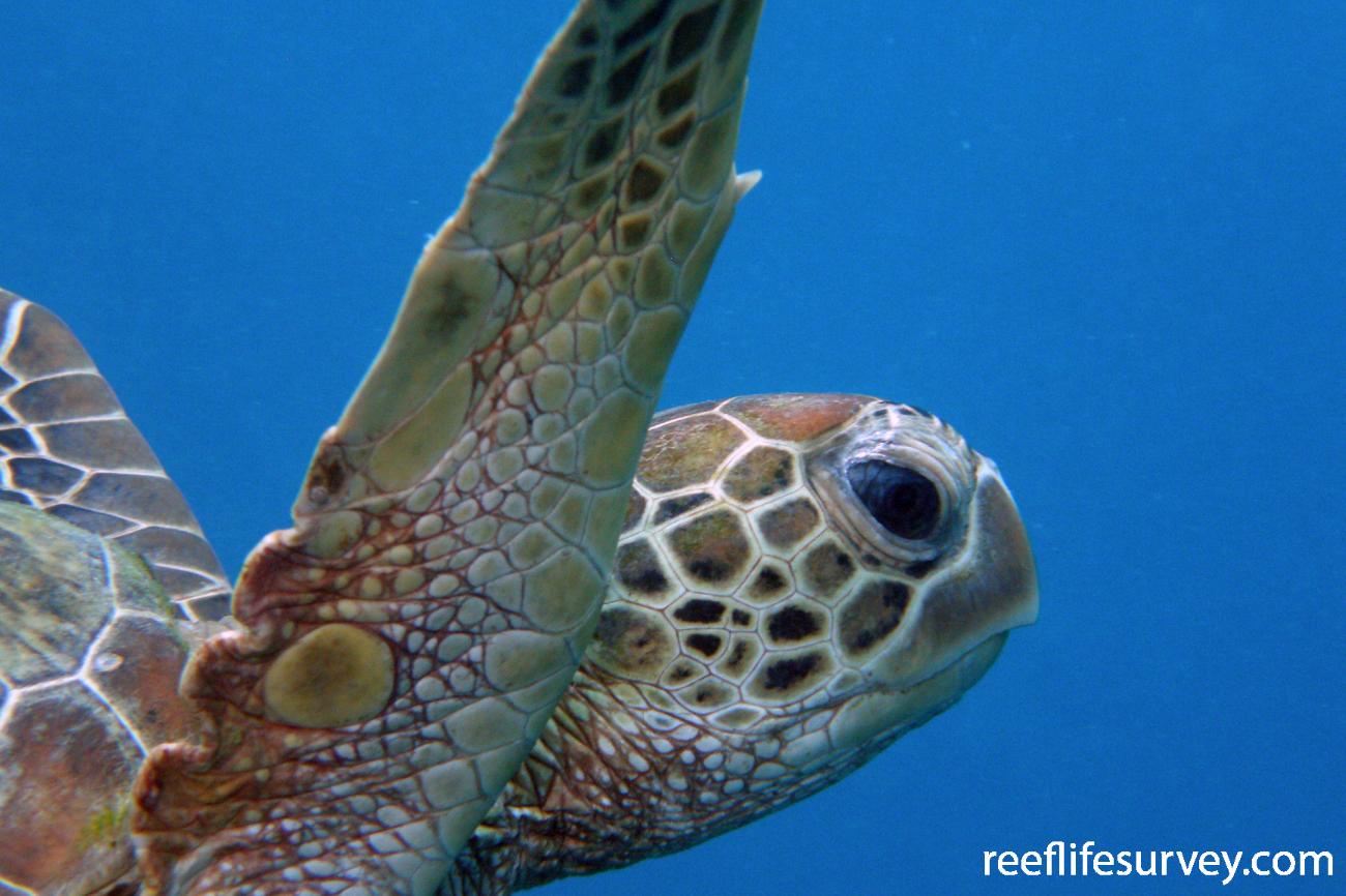 Chelonia mydas - Green Turtle | ReefLifeSurvey.com