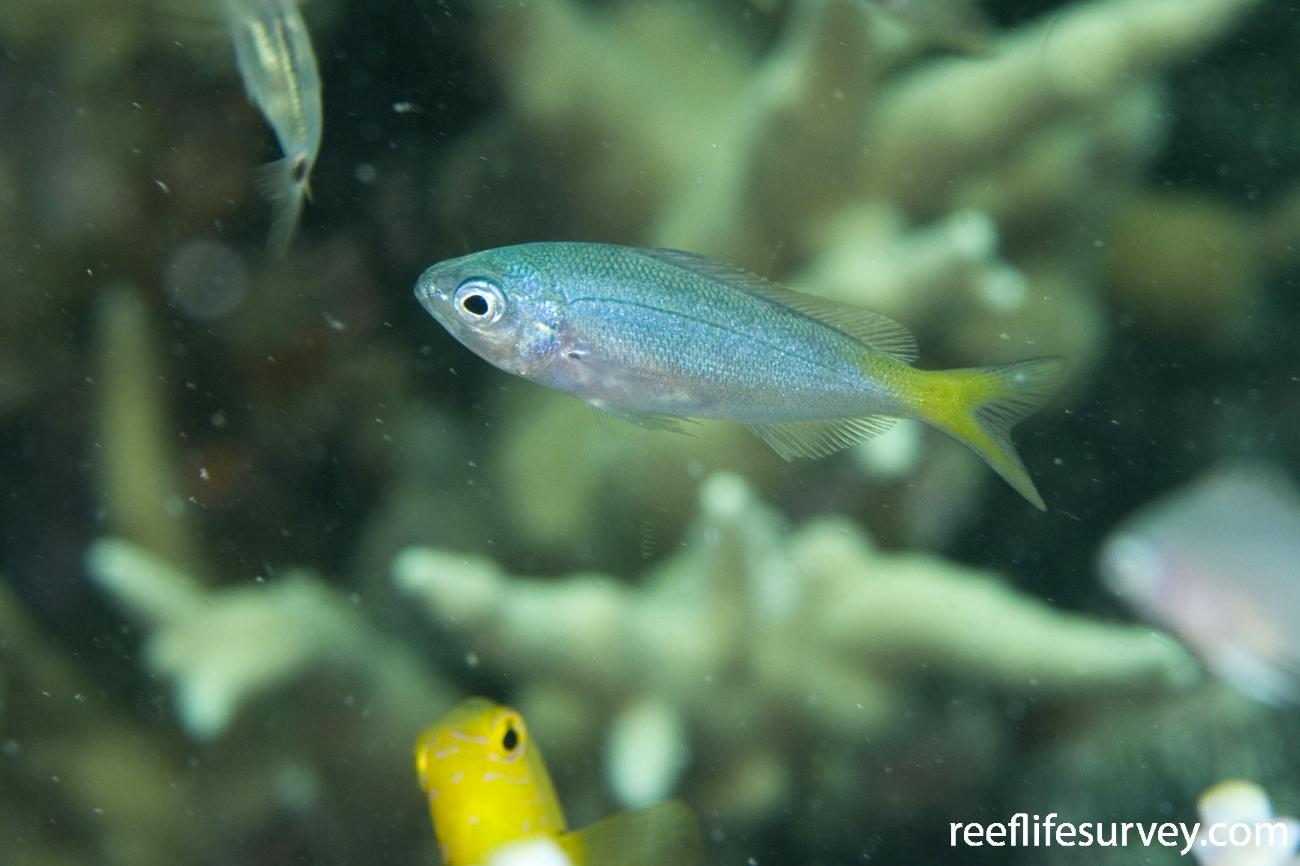 Caesio cuning - Yellowtail Fusilier | ReefLifeSurvey.com