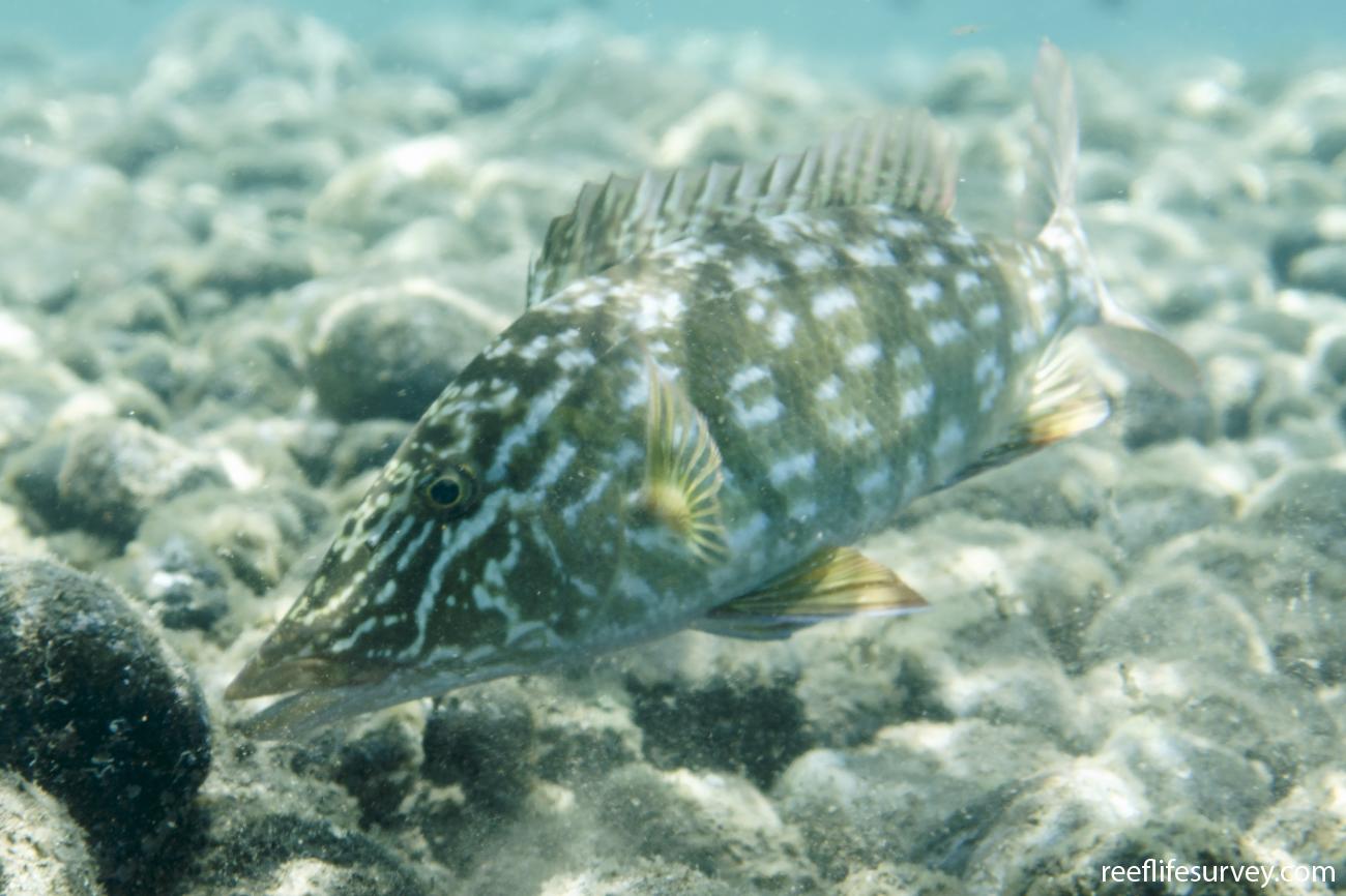 Lethrinus microdon - Small-tooth Emperor | ReefLifeSurvey.com