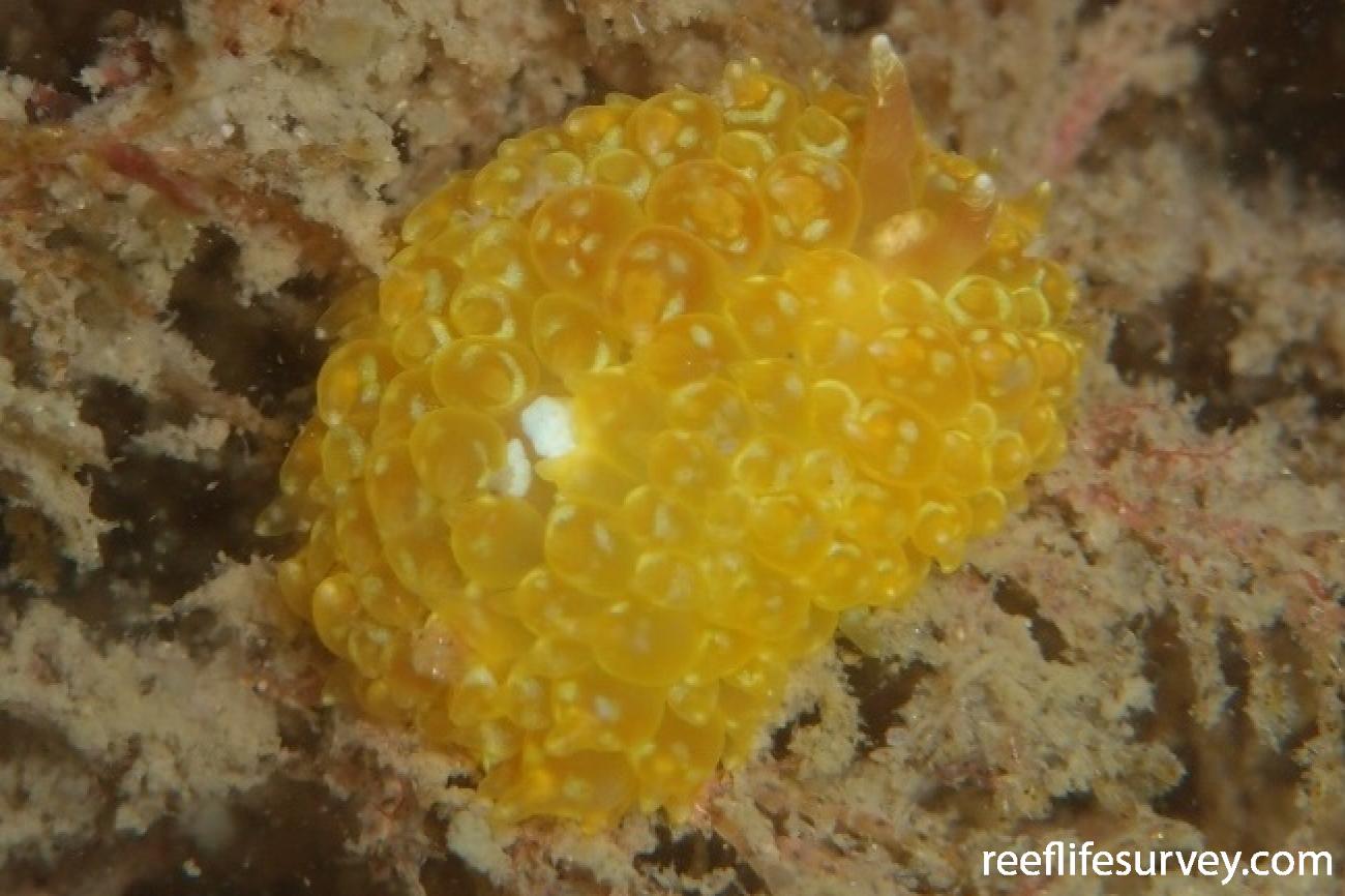 Janolus sp. [orange] - | ReefLifeSurvey.com
