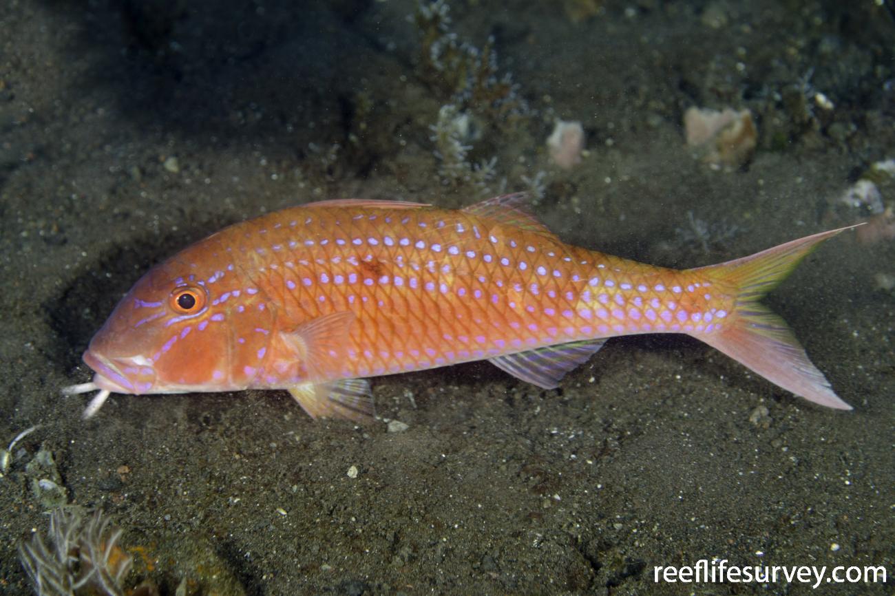 Parupeneus heptacanthus - Opalescent Goatfish | ReefLifeSurvey.com