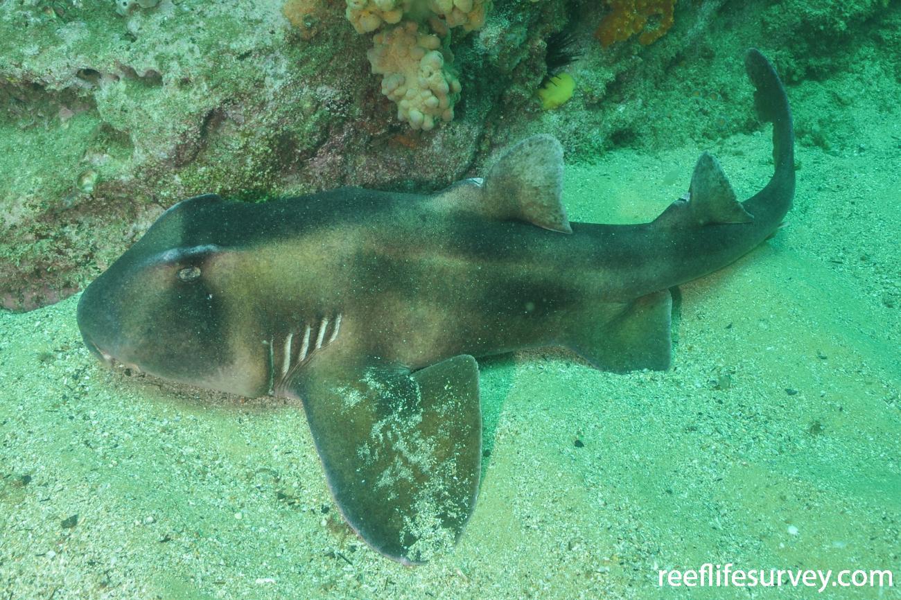 Heterodontus galeatus - Crested Hornshark | ReefLifeSurvey.com