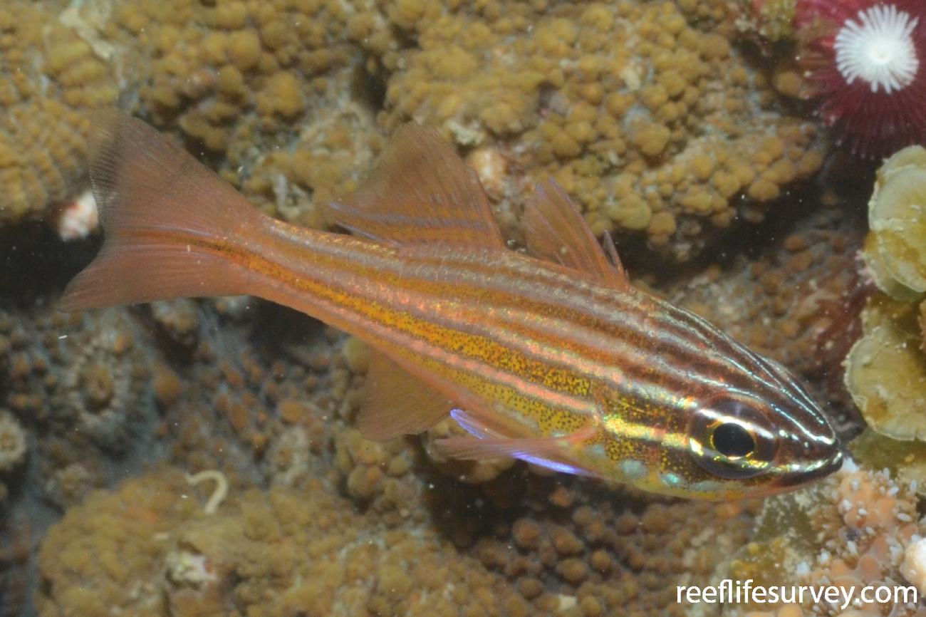 Apogon sp. [izu] - | ReefLifeSurvey.com