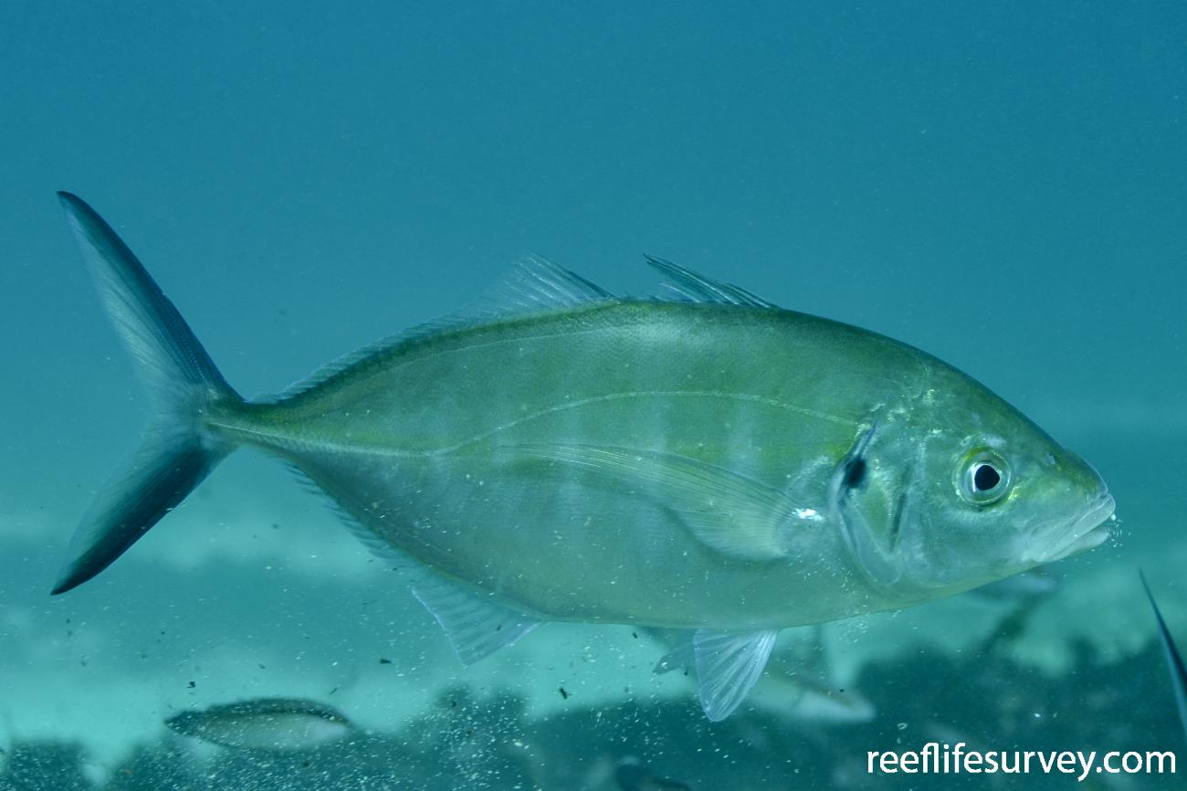 Pseudocaranx georgianus - Silver Trevally | ReefLifeSurvey.com