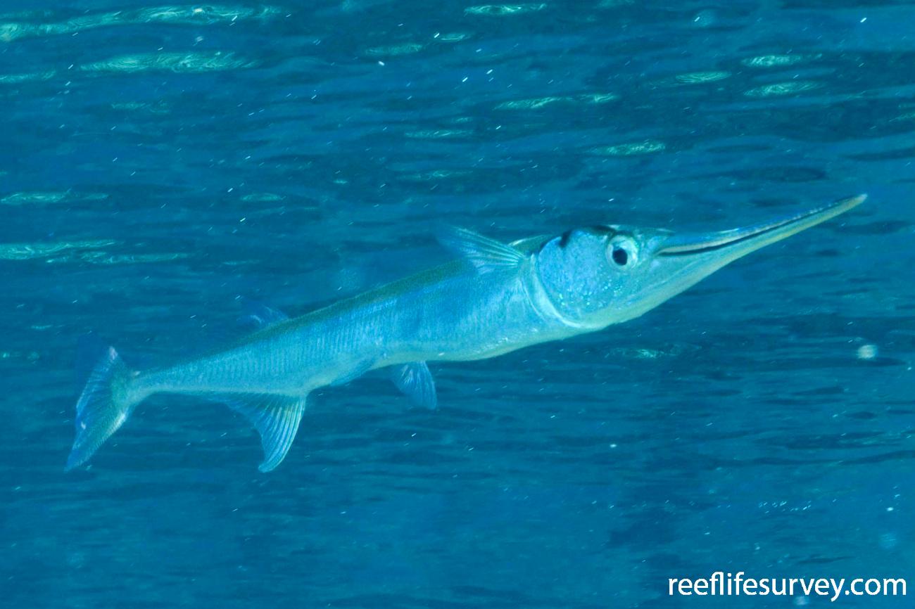 Tylosurus crocodilus - Crocodile Longtom | ReefLifeSurvey.com