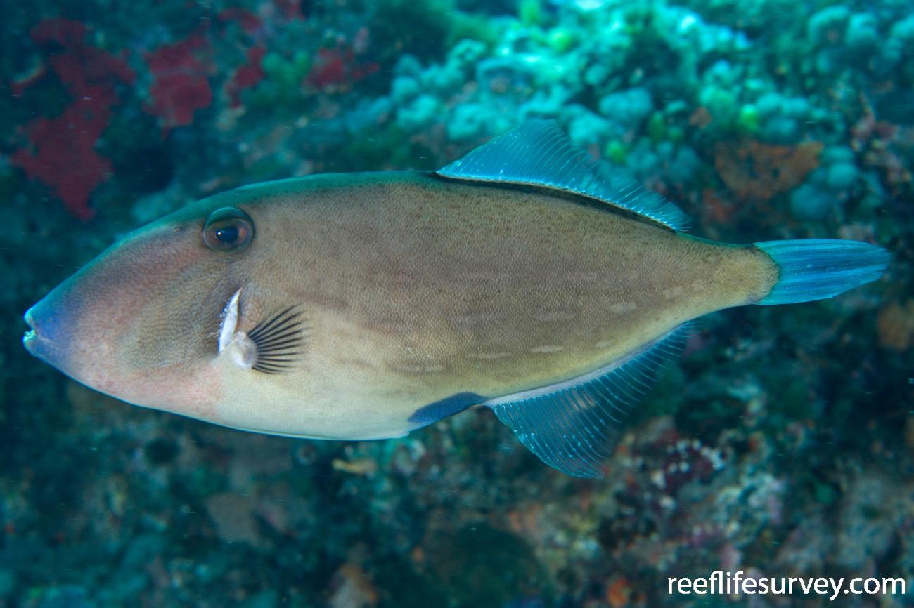 Thamnaconus analis - Darkvent Leatherjacket | ReefLifeSurvey.com