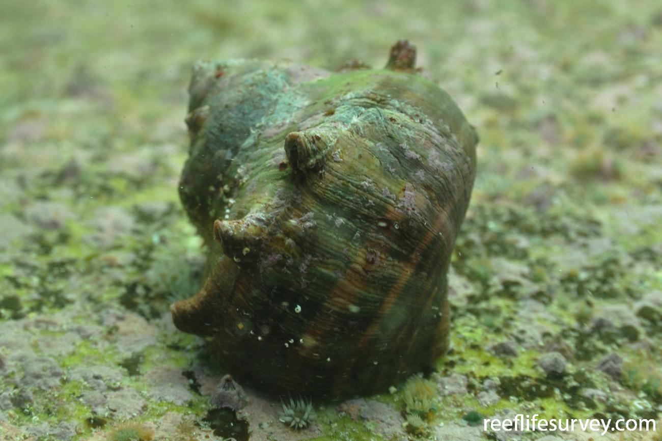 Turbo militaris - | ReefLifeSurvey.com
