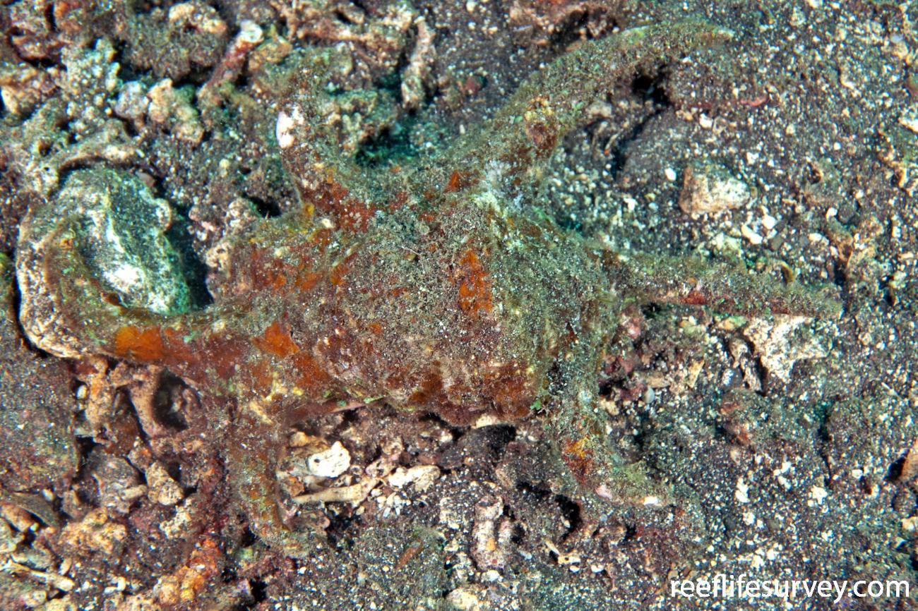 Harpago chiragra - Chiragra Spider Conch | ReefLifeSurvey.com