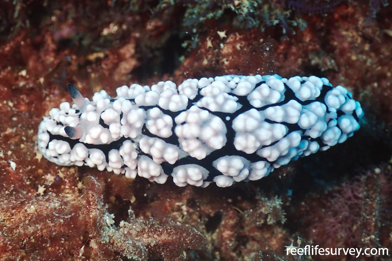 Phyllidiella pustulosa - Nudibranch | ReefLifeSurvey.com