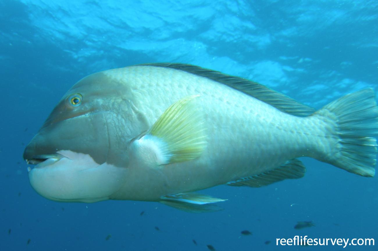 Choerodon rubescens - Baldchin Groper | ReefLifeSurvey.com
