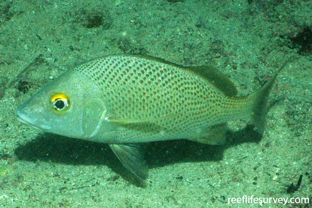 Haemulon scudderii - Grey Grunt | ReefLifeSurvey.com