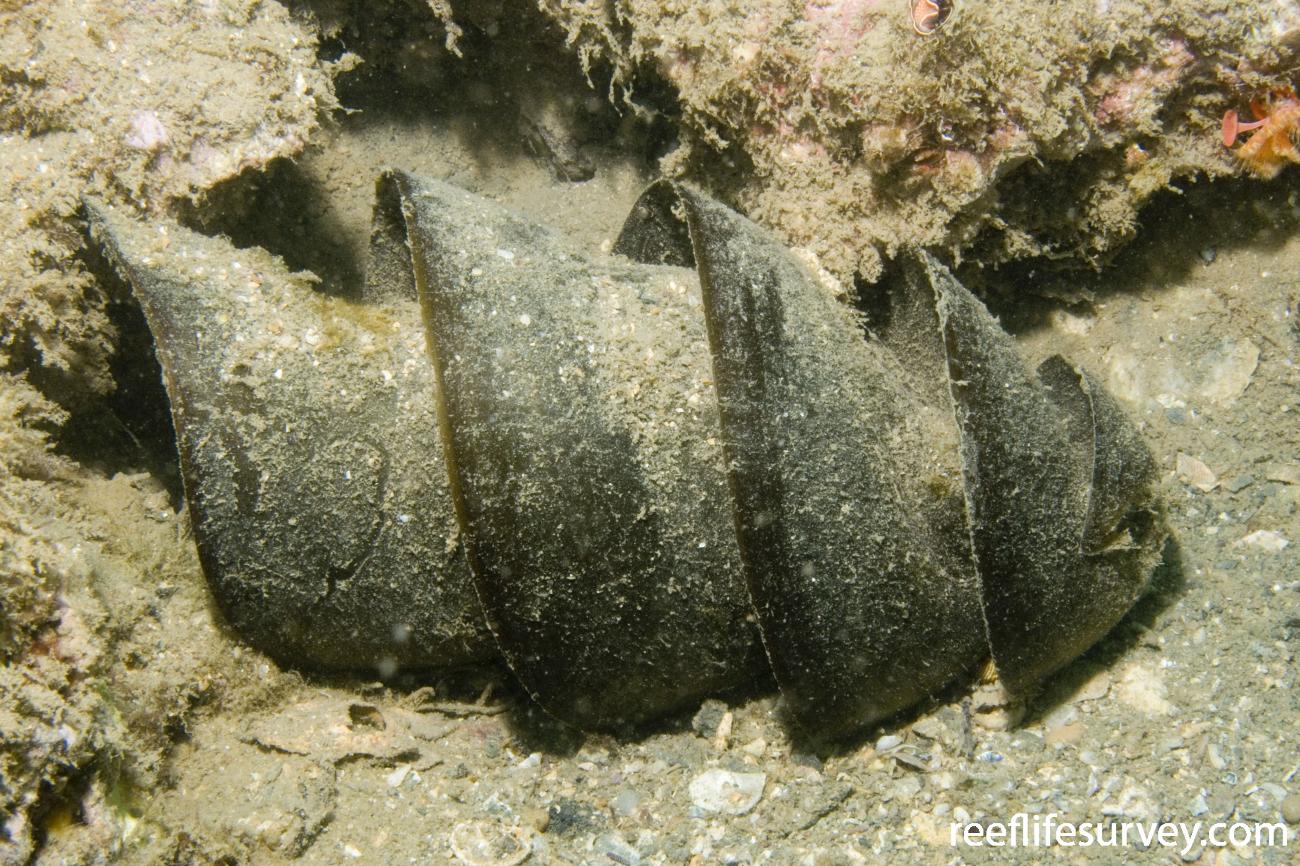 Heterodontus portusjacksoni egg - Port Jackson Shark Egg ...