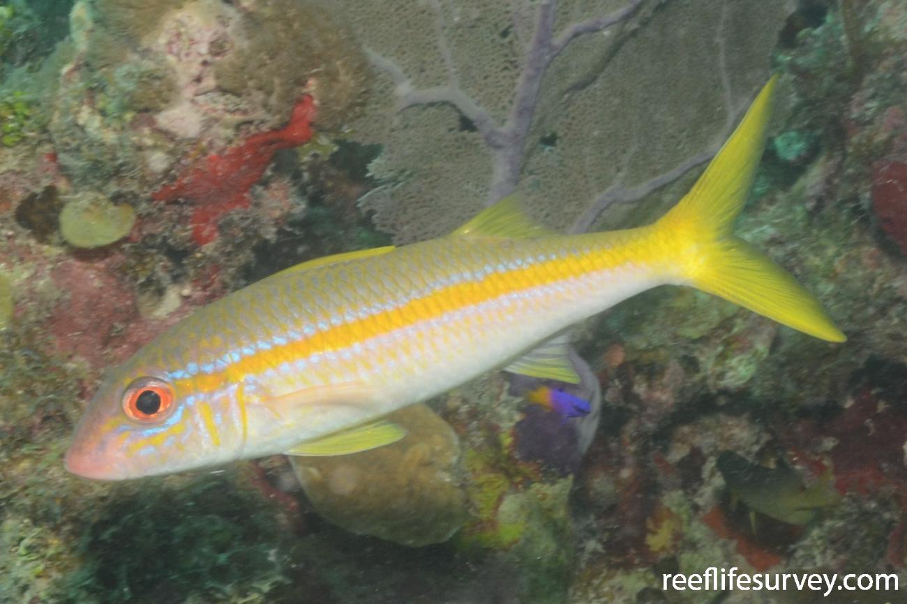 Mulloidichthys martinicus - Yellow Goatfish | ReefLifeSurvey.com