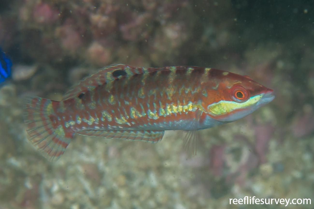 Halichoeres chierchiae - Wounded Wrasse | ReefLifeSurvey.com