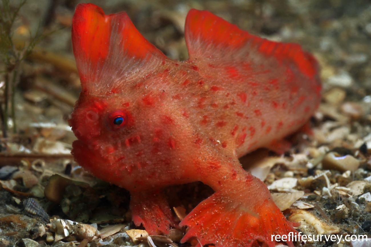 Thymichthys politus - Red Handfish | ReefLifeSurvey.com