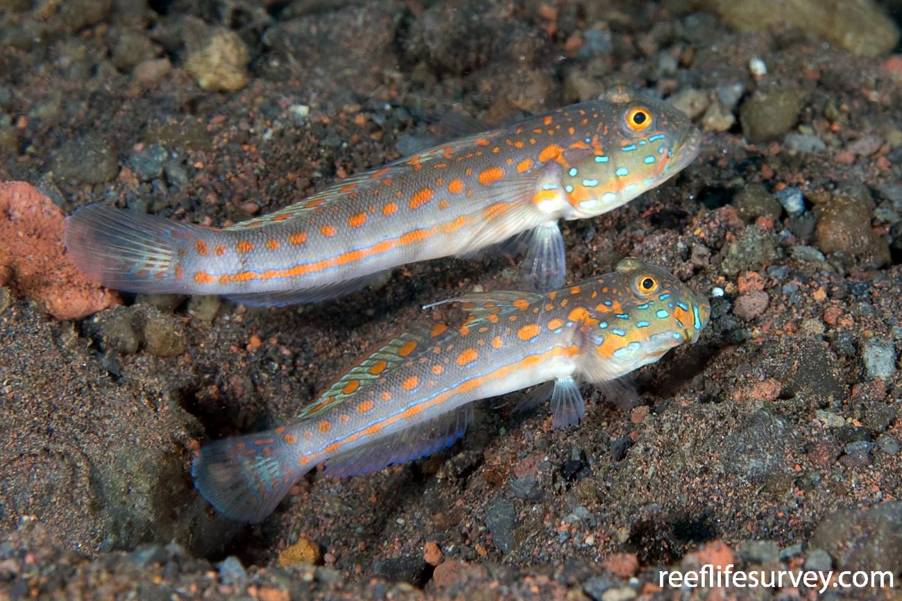 Valenciennea puellaris - Orange-spotted Sleeper Goby | ReefLifeSurvey.com