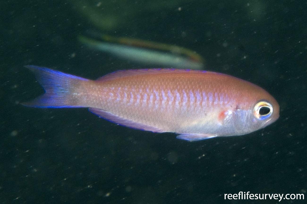 Callanthias australis - Splendid Perch | ReefLifeSurvey.com