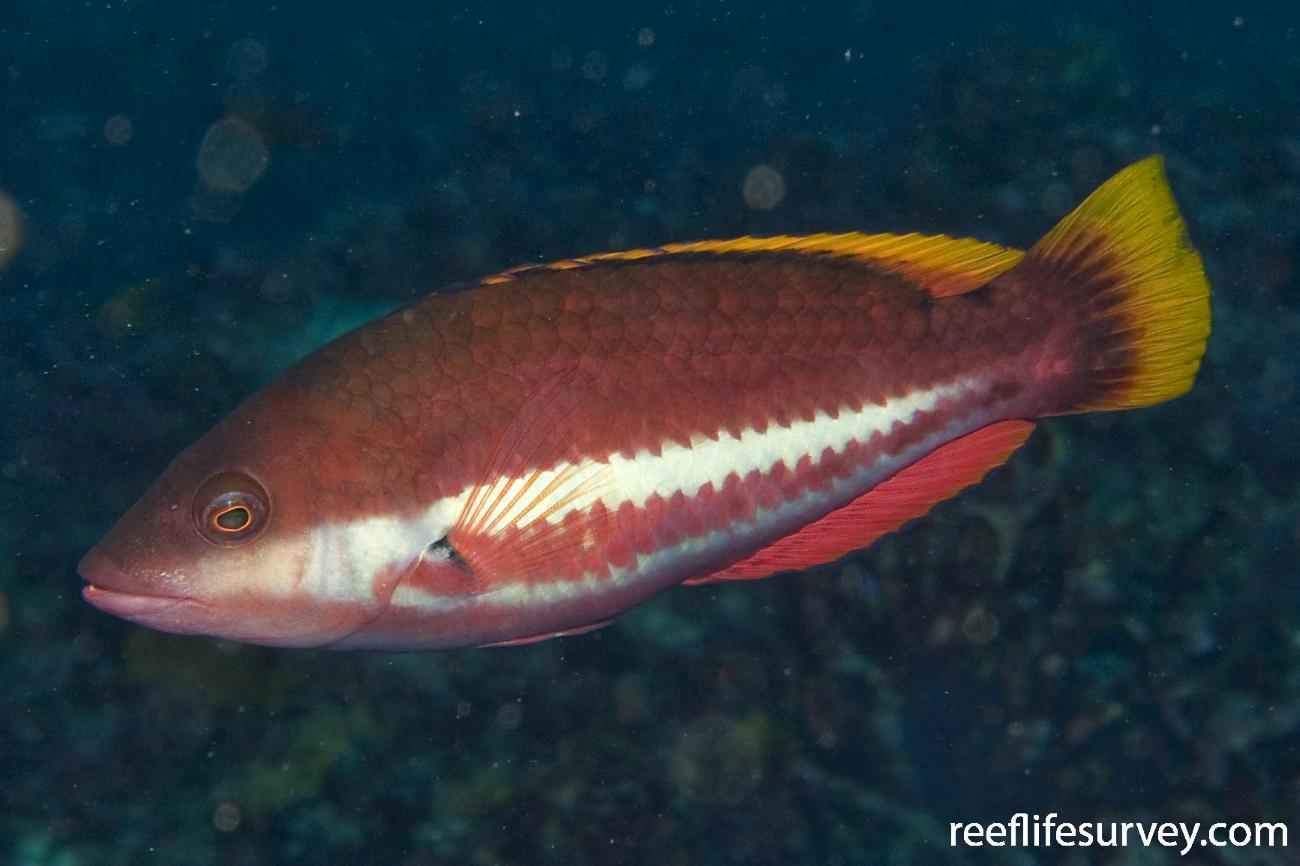 Pseudolabrus biserialis - Red-banded Wrasse | ReefLifeSurvey.com