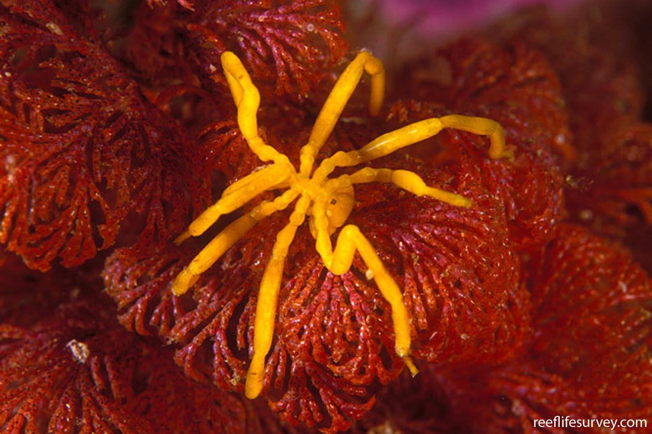 Pseudopallene ambigua - Yellow Sea Spider | ReefLifeSurvey.com