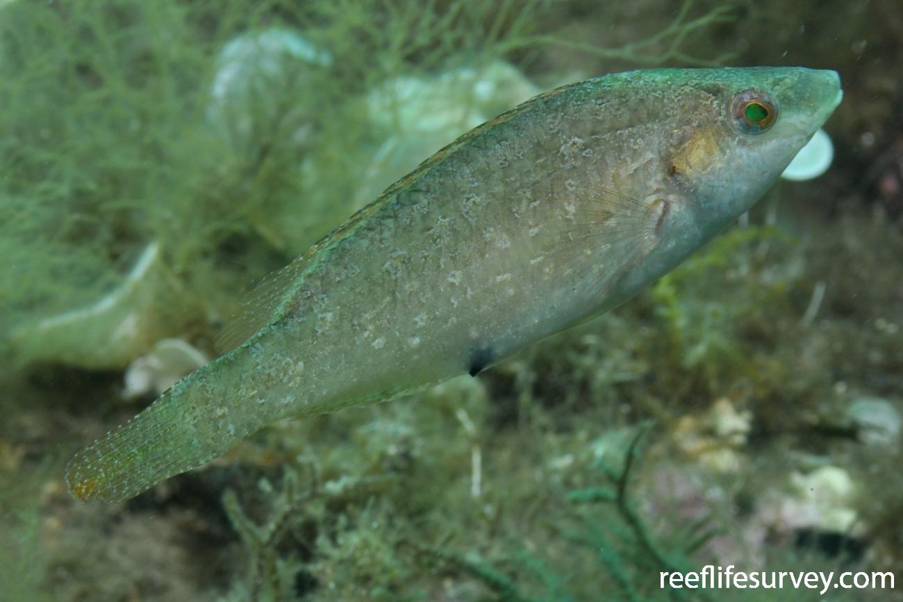 Symphodus cinereus - Grey Wrasse | ReefLifeSurvey.com