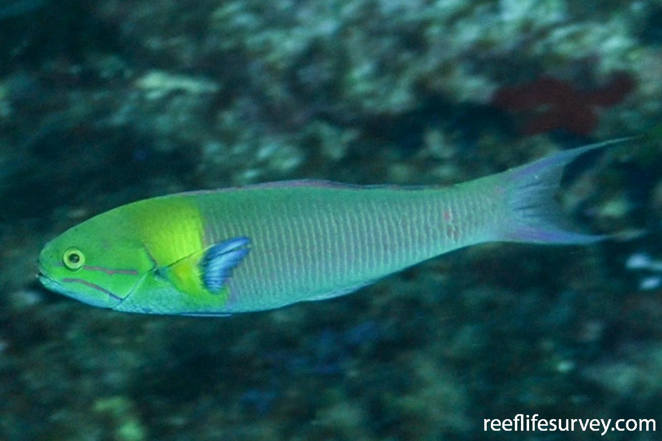 Thalassoma amblycephalum - Two-tone Wrasse | ReefLifeSurvey.com