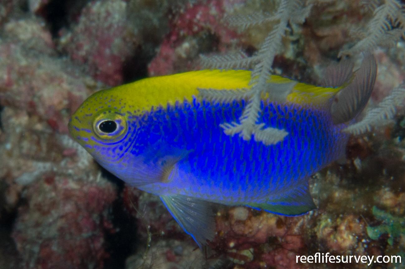 Chrysiptera bleekeri - | ReefLifeSurvey.com