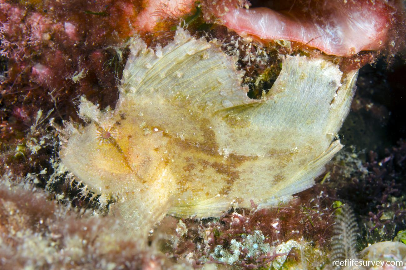 Taenianotus triacanthus - Leaf Scorpionfish | ReefLifeSurvey.com