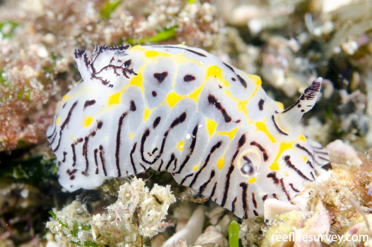 Halgerda willeyi - Nudibranch | ReefLifeSurvey.com