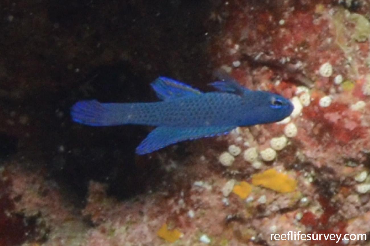 Assessor randalli - | ReefLifeSurvey.com