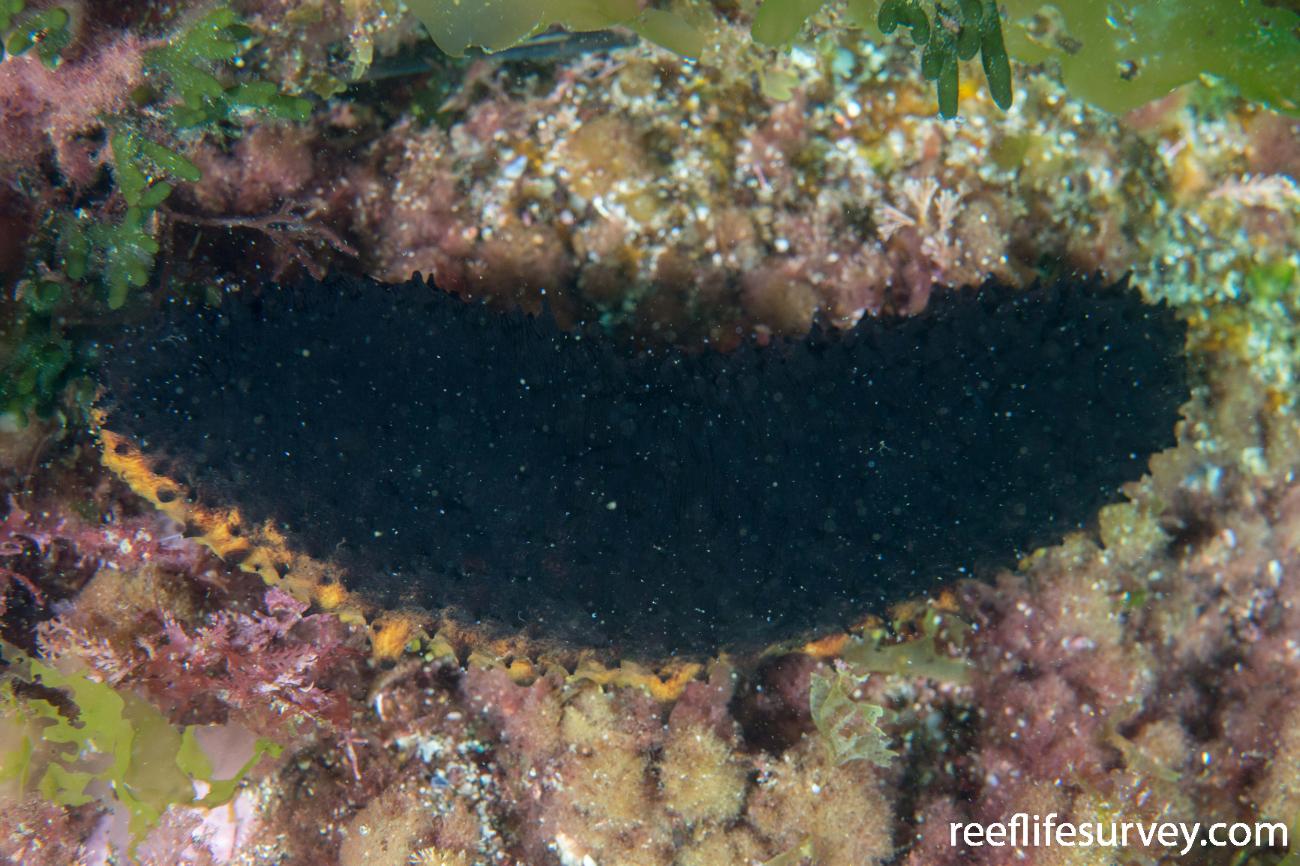 Holothuria forskali - Black Sea Cucumber | ReefLifeSurvey.com