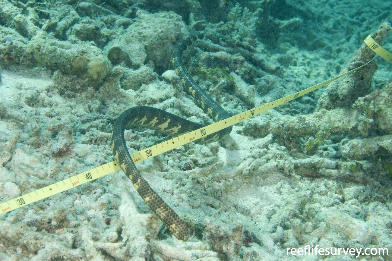 Aipysurus duboisii - Reef Shallows Seasnake | ReefLifeSurvey.com