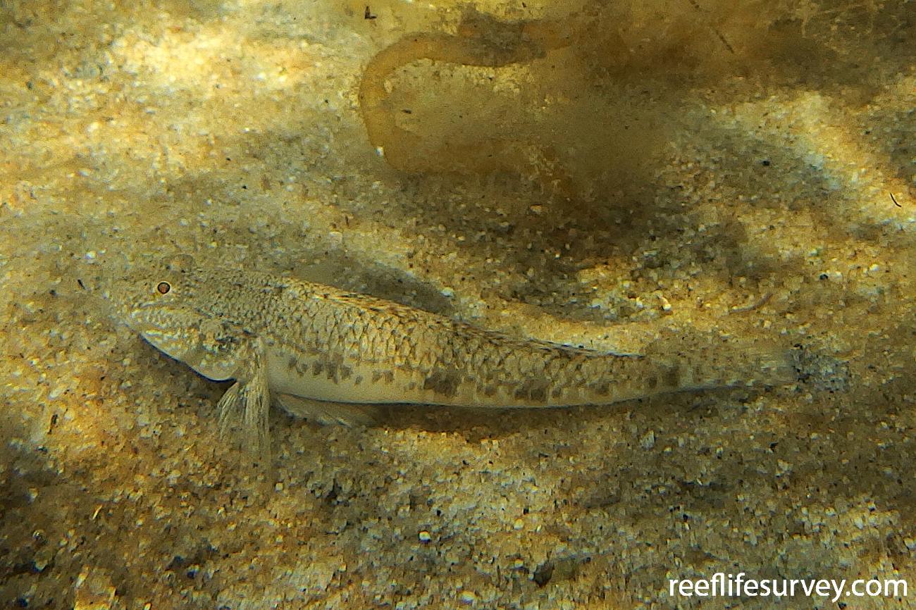 Favonigobius lateralis - Long-finned Goby | ReefLifeSurvey.com