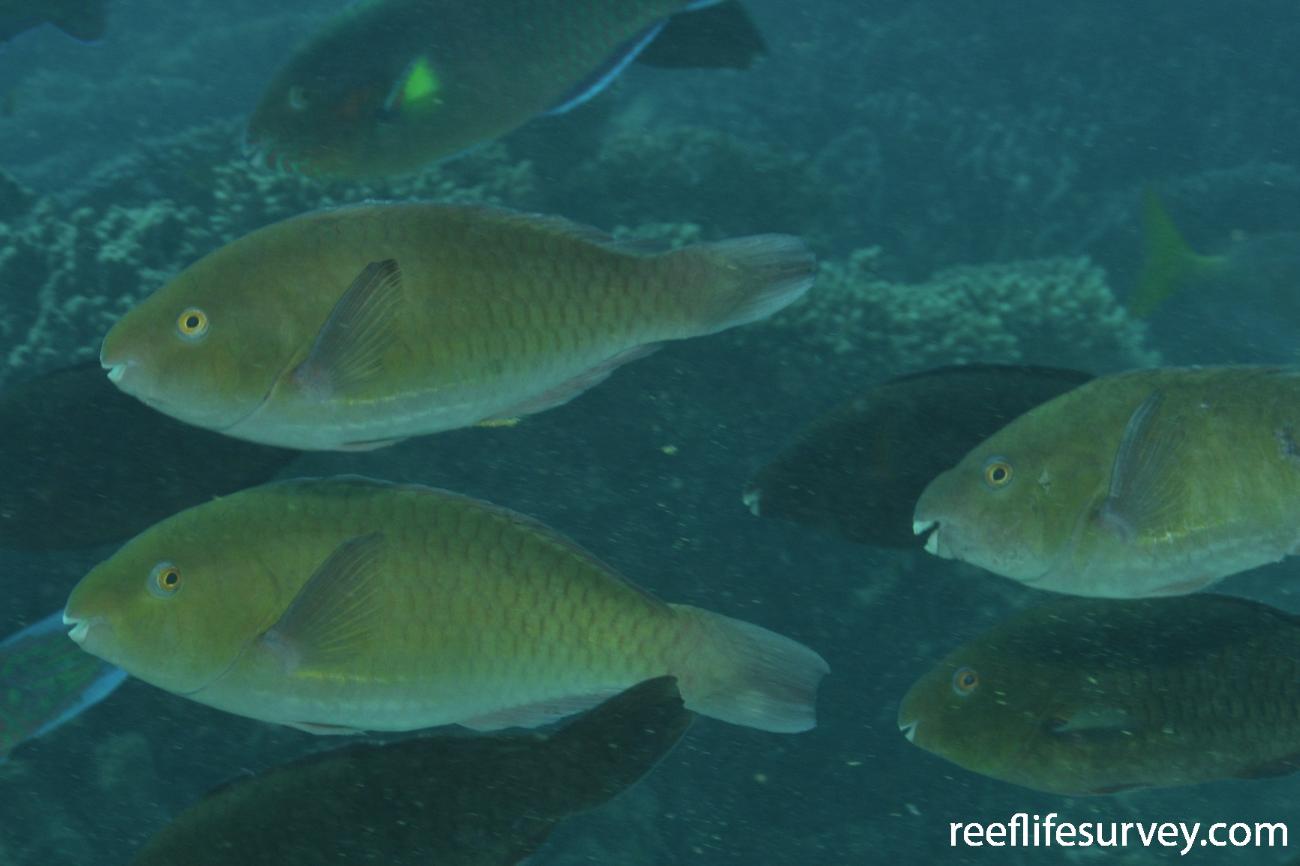 Scarus rivulatus - Surf Parrotfish | ReefLifeSurvey.com