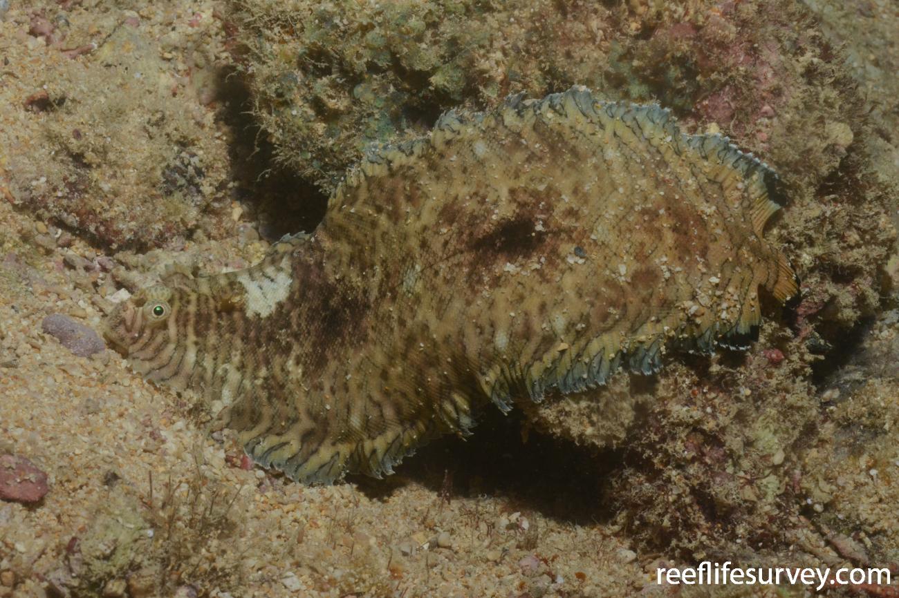 Soleichthys heterorhinos - Tiger Sole | ReefLifeSurvey.com