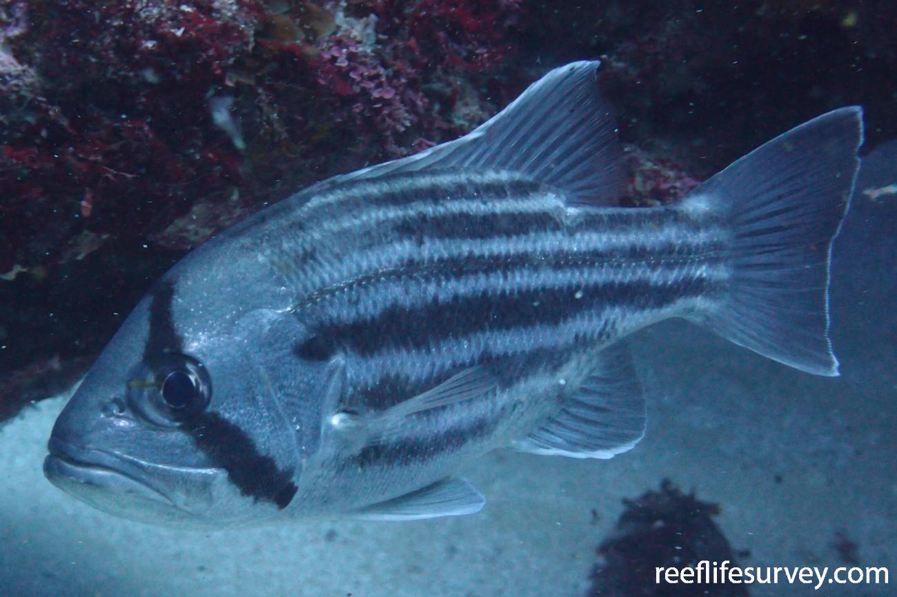 Glaucosoma hebraicum - West Australian Jewfish | ReefLifeSurvey.com
