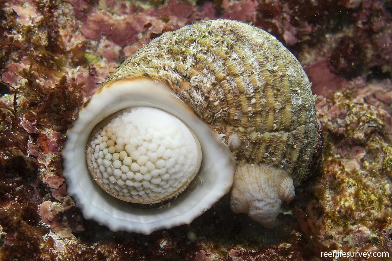 Turbo kenwilliamsi - | ReefLifeSurvey.com