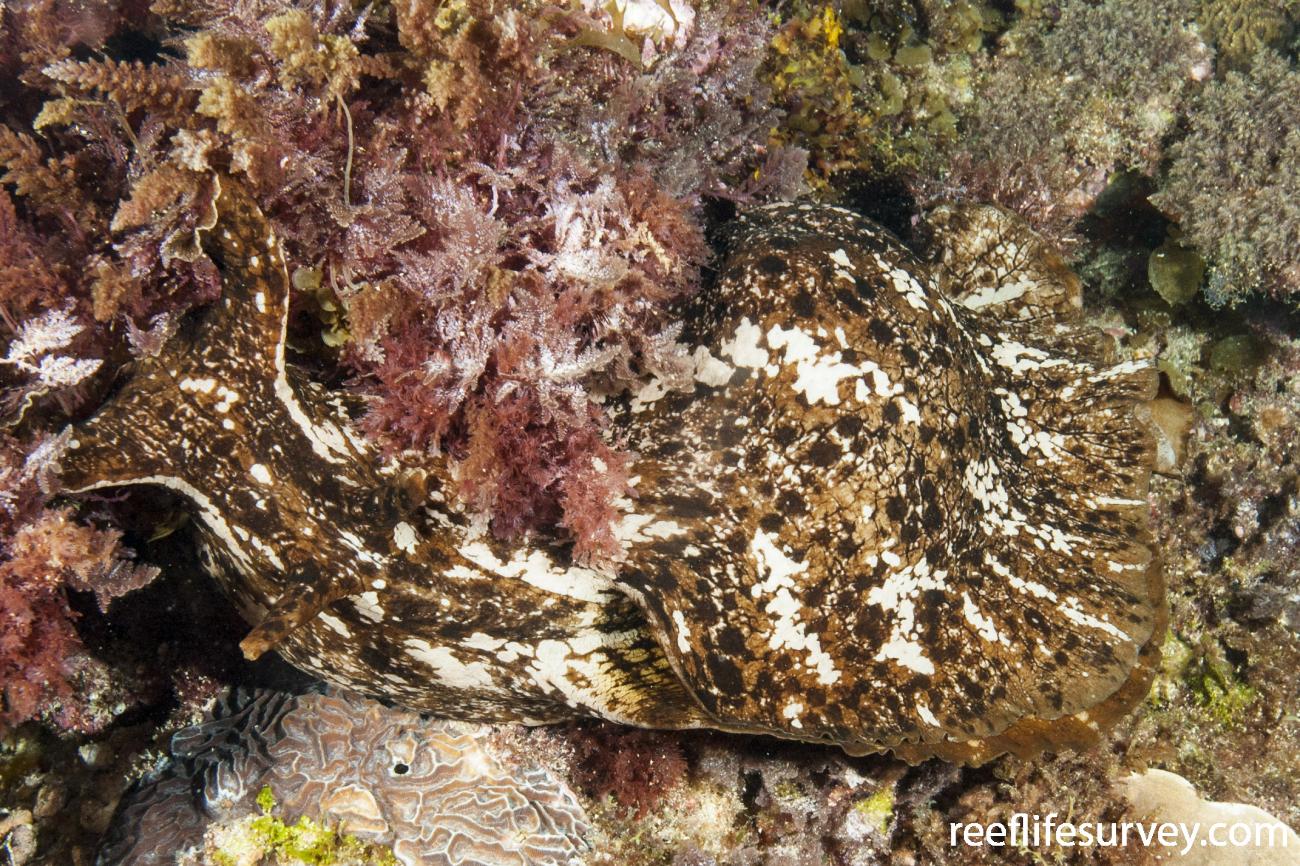 Aplysia juliana - Julianas Seahare | ReefLifeSurvey.com