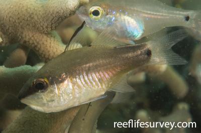 Fibramia thermalis - Half-barred cardinal | Reef Life Survey