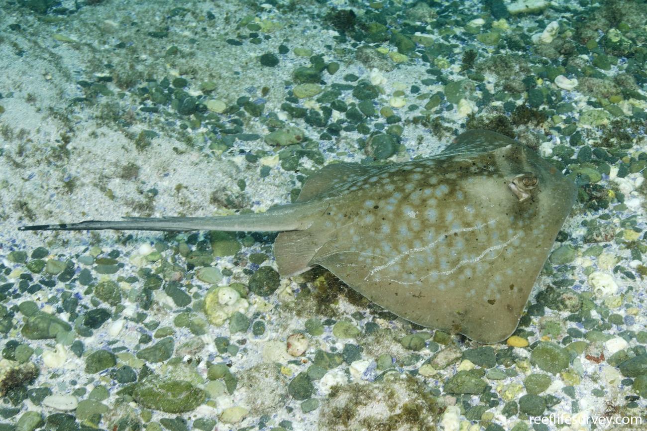 Neotrygon kuhlii - Bluespotted Maskray | ReefLifeSurvey.com