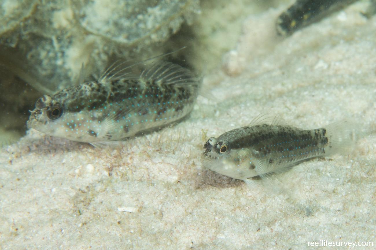 Asterropteryx semipunctata - Starry Goby | ReefLifeSurvey.com