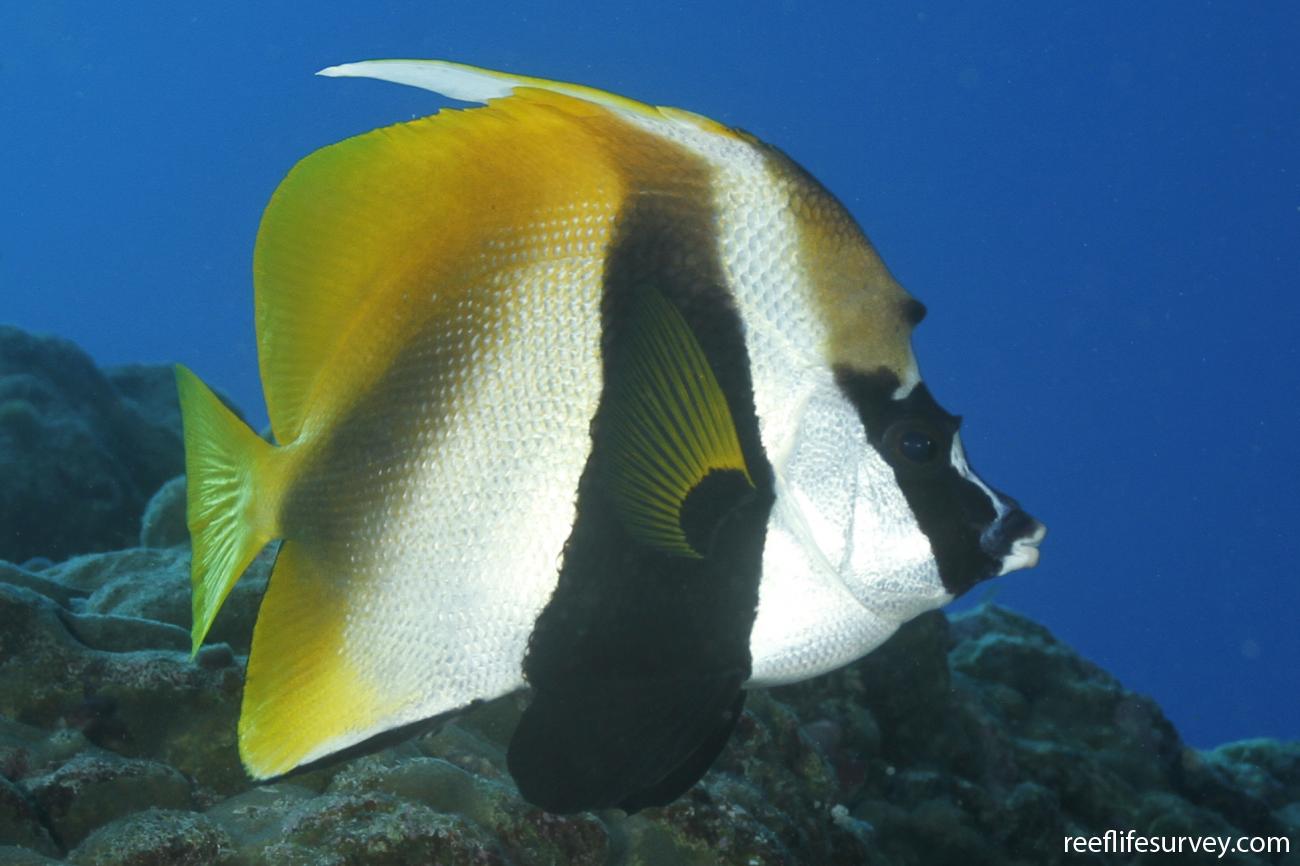 Heniochus monoceros - Masked Bannerfish | ReefLifeSurvey.com